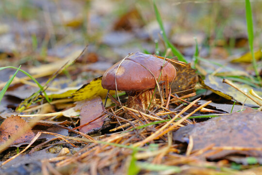 「Edelpilz」の写真素材 | 1,143件の無料イラスト画像 | Adobe Stock