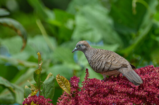 Kurokutok Bilder – Durchsuchen 1,578 Archivfotos, Vektorgrafiken und ...