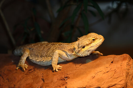 Schwarz Weißer Bartagame