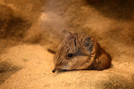 Desert Shrew