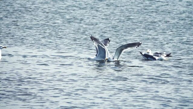 "Heuglin's Gull" Images – Browse 408 Stock Photos, Vectors, and Video ...
