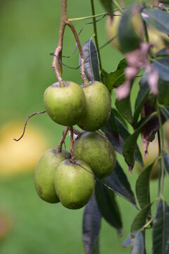 Pommecythere Images – Browse 943 Stock Photos, Vectors, and Video ...