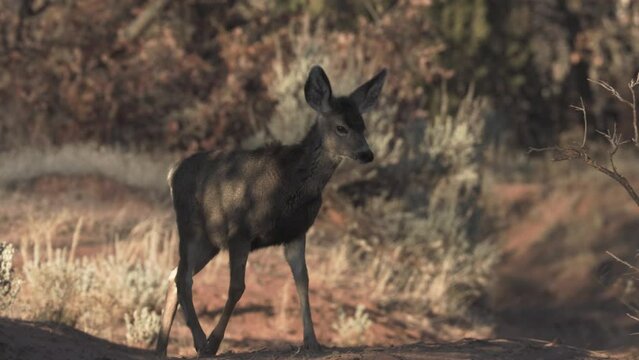 Afbeeldingen over Muildier – Blader in stockfoto's, vectoren en video's ...