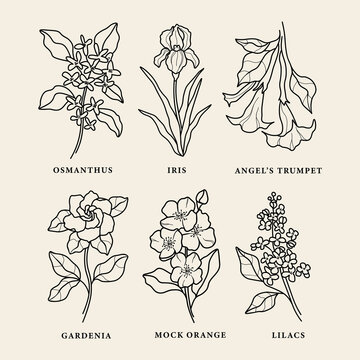 Lilac Flower Drawing Art Lilac Black And White Stock Photos & Images