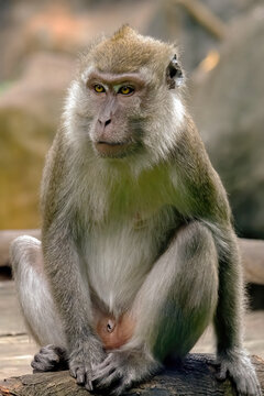 Mongkey Images – Browse 79 Stock Photos, Vectors, and Video | Adobe Stock