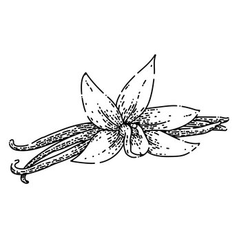 Vanilla Bean Drawing Images – Browse 3,837 Stock Photos, Vectors, and ...