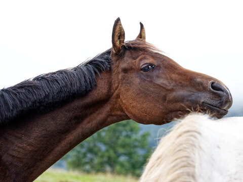 Chevalin bilder – Bläddra bland 6,610 stockfoton, vektorer och videor ...