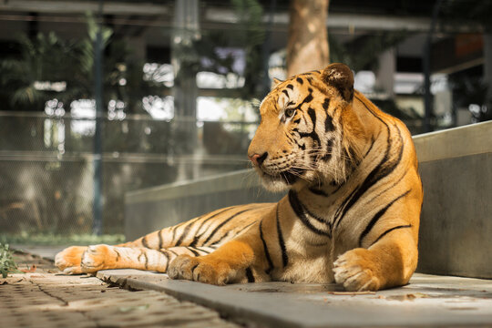 Tigress Images – Browse 15,690 Stock Photos, Vectors, and Video | Adobe ...