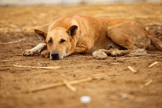 Strandwolf Bilder – Durchsuchen 34,760 Archivfotos, Vektorgrafiken und ...