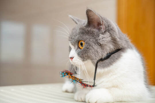 「Monocle Cat」の画像 - 7,822 件の Stock 写真、ベクターおよびビデオ | Adobe Stock