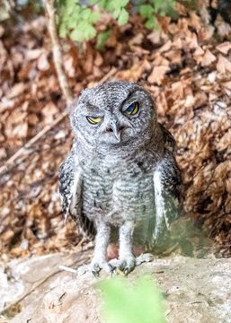 "Screech Owl" Images – Browse 6,347 Stock Photos, Vectors, and Video ...