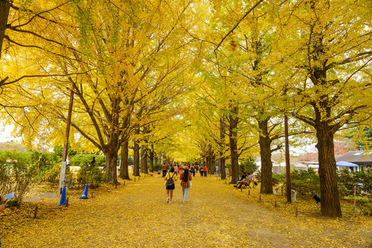 Dinusha photos, images, assets | Adobe Stock