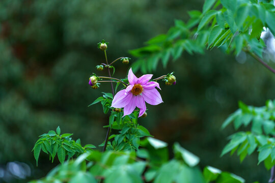 Dinusha photos, images, assets | Adobe Stock