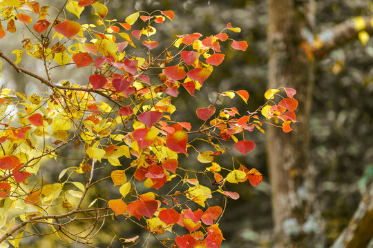 Dinusha photos, images, assets | Adobe Stock