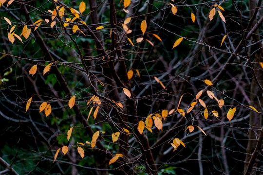 Dinusha photos, images, assets | Adobe Stock