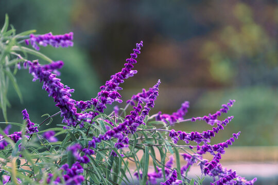 Dinusha photos, images, assets | Adobe Stock