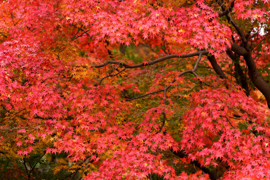 Dinusha photos, images, assets | Adobe Stock