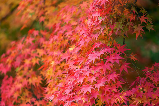 Dinusha photos, images, assets | Adobe Stock