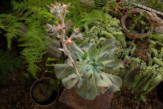 Caruncle Images – Browse 835 Stock Photos, Vectors, and Video | Adobe Stock