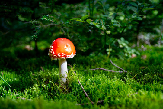 Giftpilz Bilder – Durchsuchen 172,246 Archivfotos, Vektorgrafiken und ...