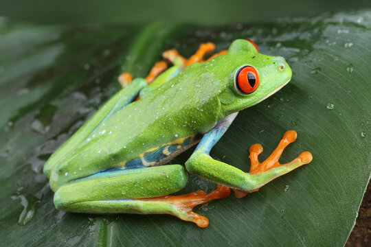 รูปภาพSalientia – เลือกดูภาพถ่ายสต็อก เวกเตอร์ และวิดีโอ8,738 | Adobe Stock