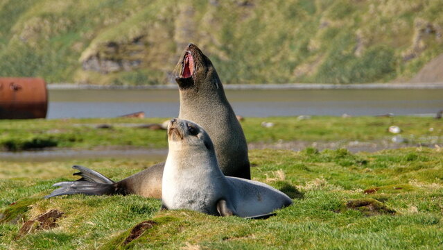 Seerobbe Bilder – Durchsuchen 27,460 Archivfotos, Vektorgrafiken und ...