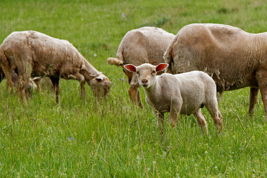 รูปภาพAgneaux – เลือกดูภาพถ่ายสต็อก เวกเตอร์ และวิดีโอ873 | Adobe Stock