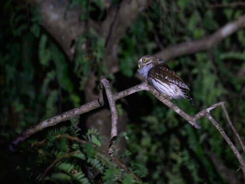 รูปภาพPygmy-Owl – เลือกดูภาพถ่ายสต็อก เวกเตอร์ และวิดีโอ826 | Adobe Stock