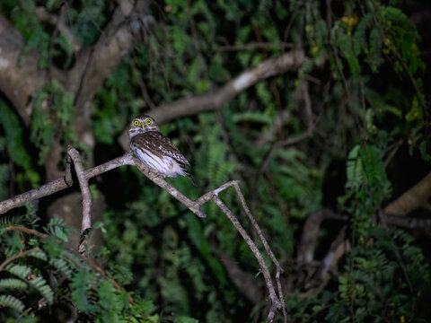 รูปภาพPygmy-Owl – เลือกดูภาพถ่ายสต็อก เวกเตอร์ และวิดีโอ826 | Adobe Stock