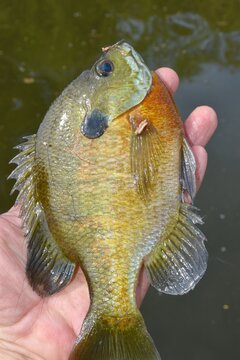 "Black Crappie" Bilder – Durchsuchen 115 Archivfotos, Vektorgrafiken ...