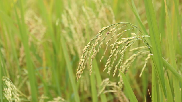 "Paddy Rice Field" Immagini - Sfoglia 144 foto, vettoriali e video ...