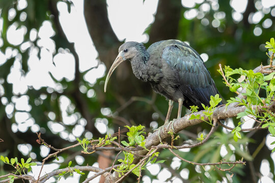 Corocoro Imagens – Procure 186 fotos, vetores e vídeos | Adobe Stock