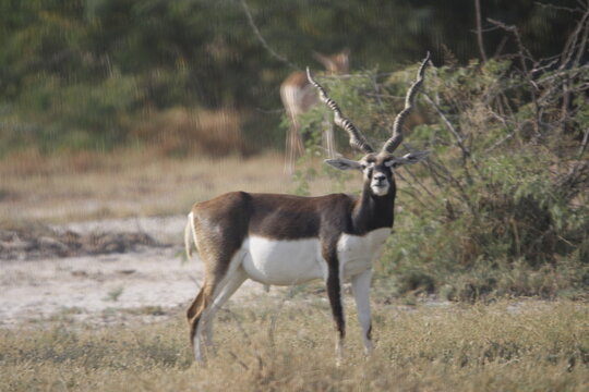 Blackbucks Billeder – Gennemse 5,930 stockfotos, vektorer og videoer ...