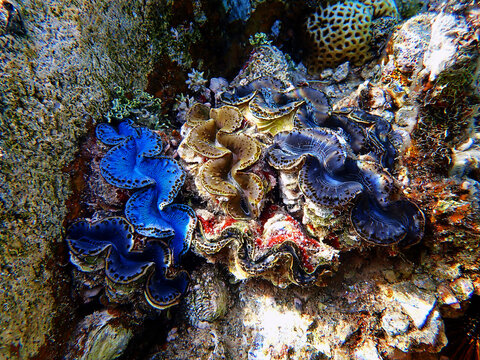 "Clam - Animal" Bilder – Durchsuchen 295 Archivfotos, Vektorgrafiken ...