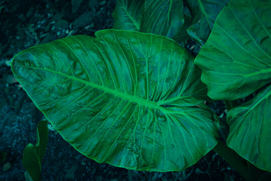 Madumbi bilder – Bläddra bland 28,182 stockfoton, vektorer och videor ...