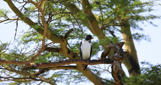 "Augur Buzzard" Images – Browse 217 Stock Photos, Vectors, and Video ...
