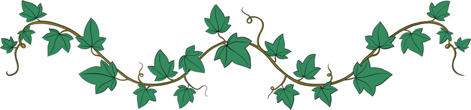 Ivy Outline Images – Browse 5,809 Stock Photos, Vectors, and Video ...