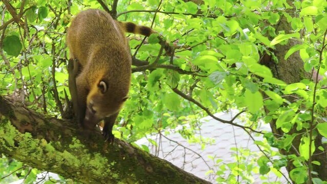 Brown-Noser Images – Browse 1,498 Stock Photos, Vectors, and Video ...