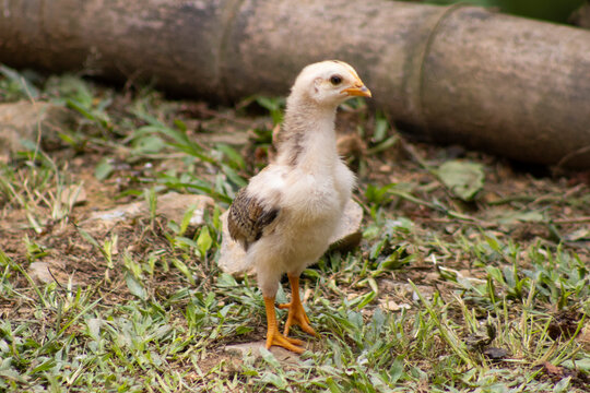 Pollito bilder – Bläddra bland 523 stockfoton, vektorer och videor ...