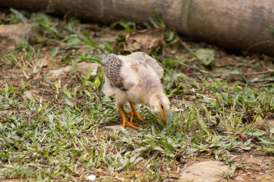 Pollito bilder – Bläddra bland 523 stockfoton, vektorer och videor ...