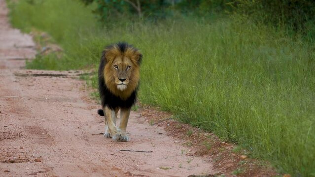 Lion Walking Images – Browse 27,482 Stock Photos, Vectors, and Video ...