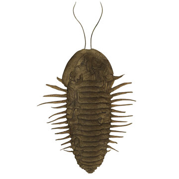 Imágenes de Marranito: descubre bancos de fotos, ilustraciones ...