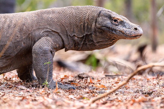 Varan Images – Browse 1,964,822 Stock Photos, Vectors, and Video ...