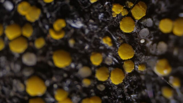 Sand Under Microscope Images – Browse 212 Stock Photos, Vectors, and ...