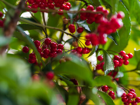 รูปภาพSpiceberry – เลือกดูภาพถ่ายสต็อก เวกเตอร์ และวิดีโอ3,062 | Adobe ...