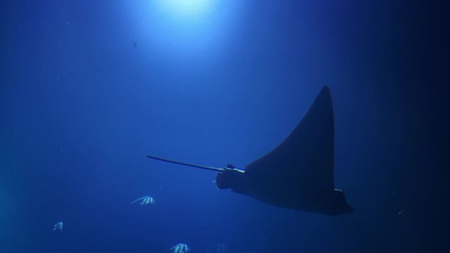 รูปภาพStingrays – เลือกดูภาพถ่ายสต็อก เวกเตอร์ และวิดีโอ38,151 | Adobe ...
