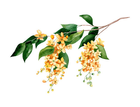 Kanikkonna bilder – Bläddra bland 10,861 stockfoton, vektorer och ...