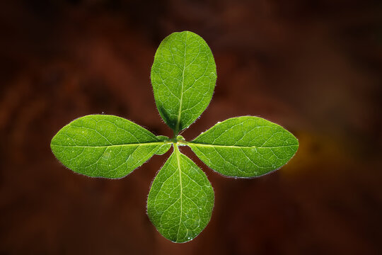 รูปภาพMacrographie – เลือกดูภาพถ่ายสต็อก เวกเตอร์ และวิดีโอ190 | Adobe ...