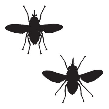 Tse-Tse Images – Browse 40 Stock Photos, Vectors, and Video | Adobe Stock