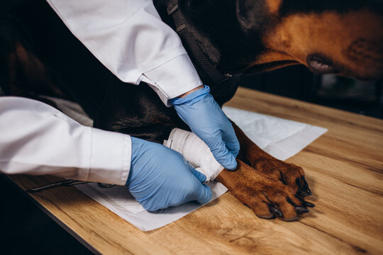 「Dog Hurt」の画像 - 6,095 件の Stock 写真、ベクターおよびビデオ | Adobe Stock